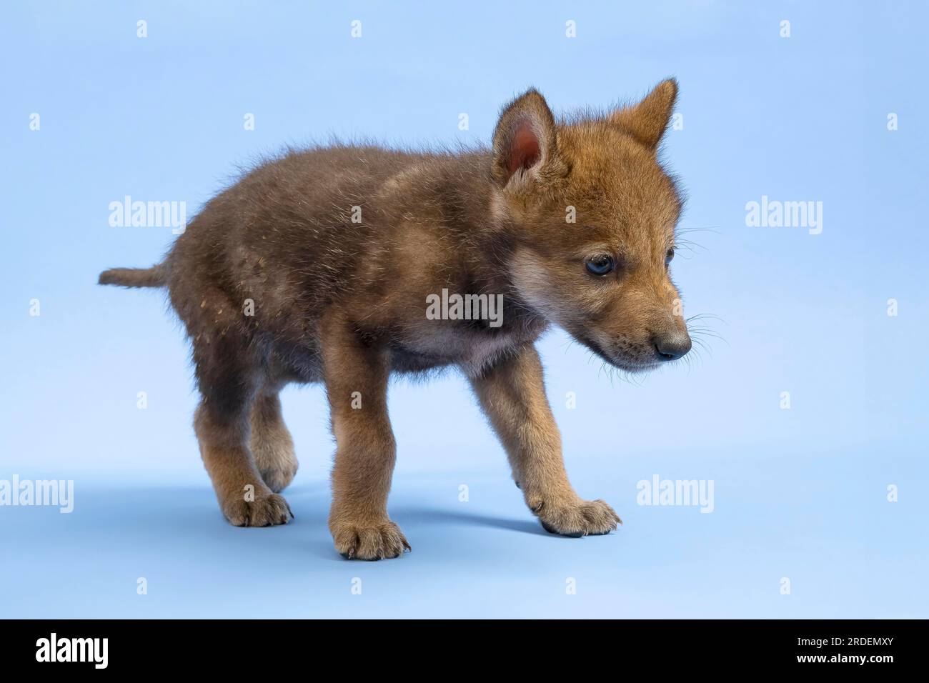 European gray wolf (Canis lupus lupus), walking towards viewer, pup ...