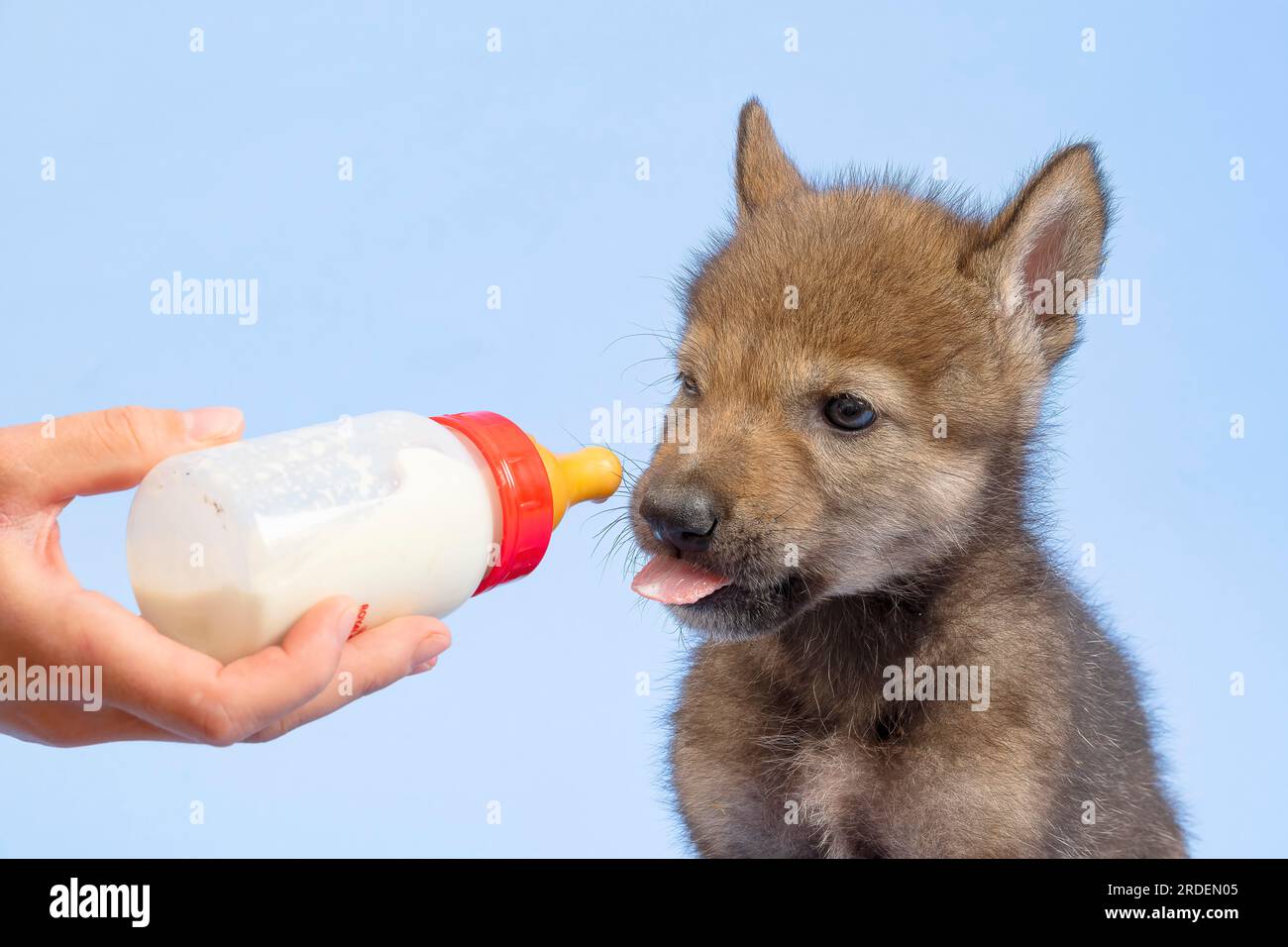 European gray wolf (Canis lupus lupus), animal portrait, habituation to ...