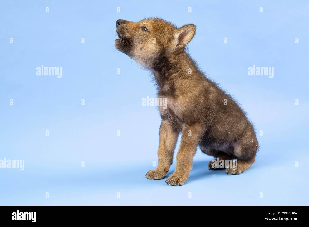 European gray wolf (Canis lupus lupus), sitting, howling, sideways, pup ...