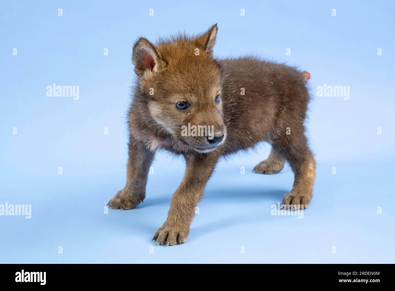 European gray wolf (Canis lupus lupus), bitten off tail, pup, juvenile ...