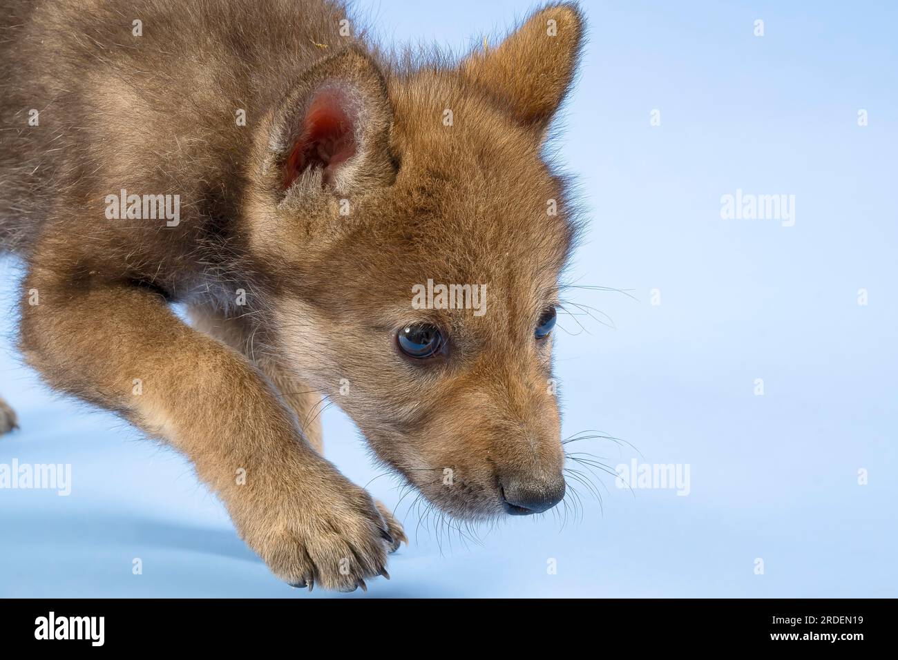 European gray wolf (Canis lupus lupus), animal portrait, creeping ...