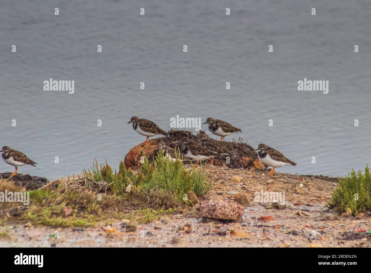 Beachside Gathering: Group of Ruddy Turnstone Birds Soaring Stock Photo ...