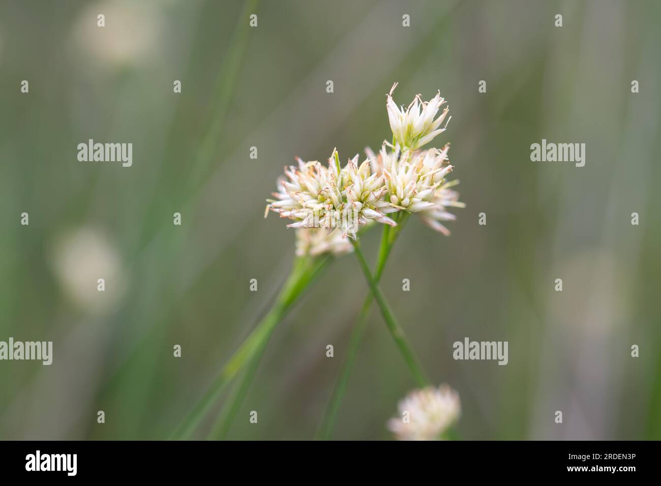 White beak-sedge (Rhynchospora alba), close-up of flowers in a bog ...