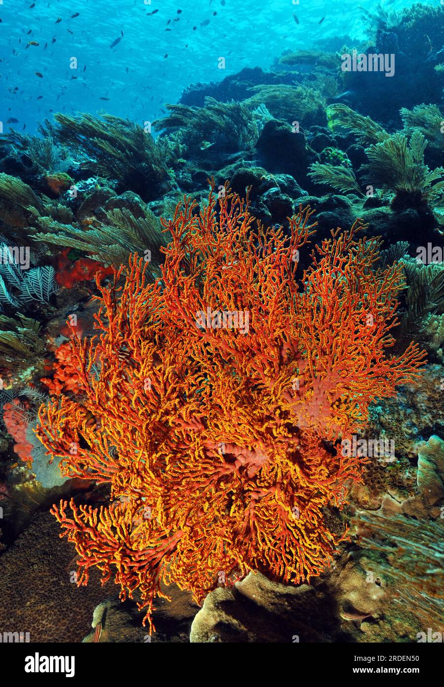Tropical fan coral (Melithaea ochracea) Nodal fan Sea fan, Indian Ocean ...