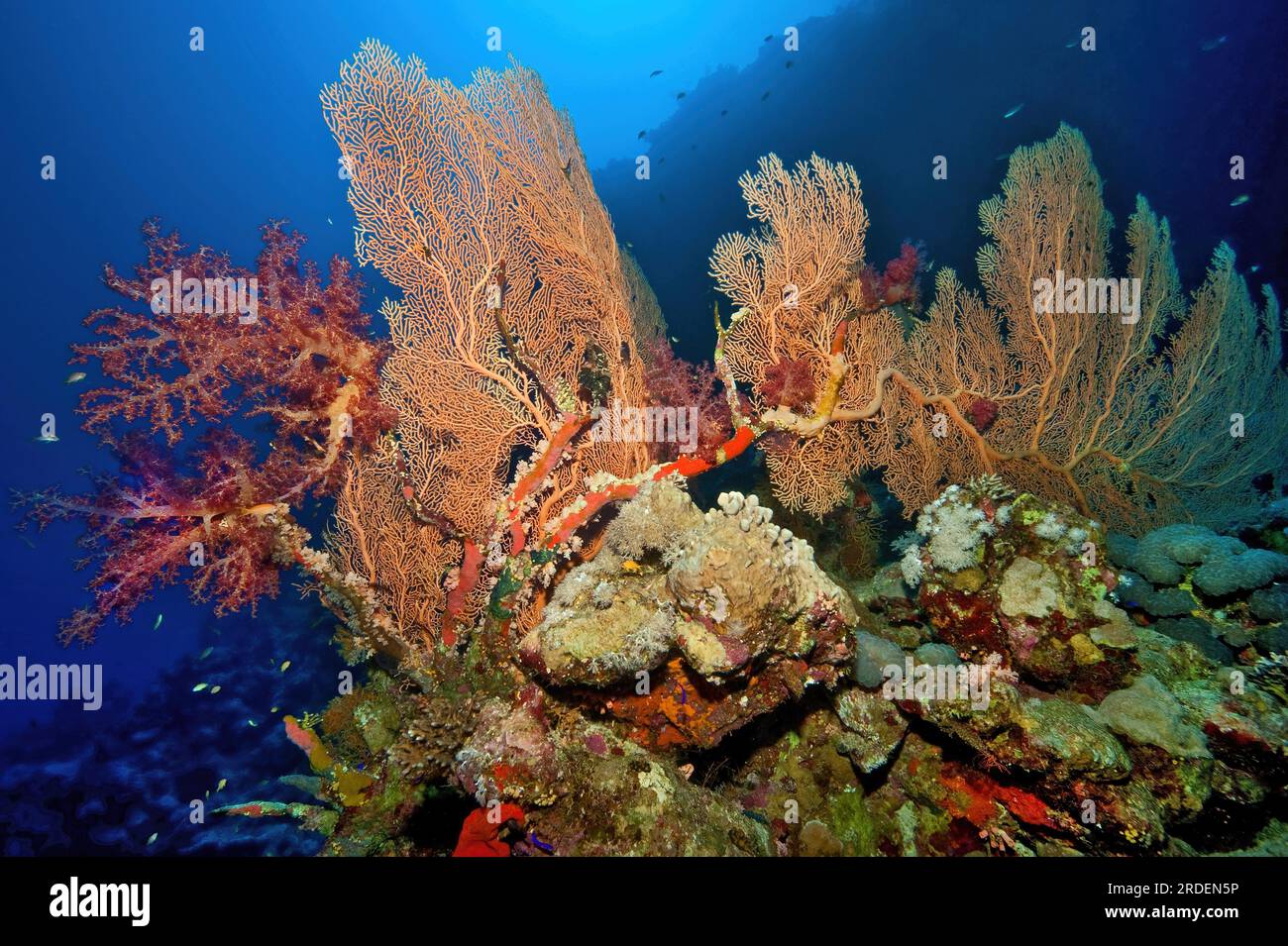 In the middle Fan coral (Annella mollis) on the left Soft coral (Dendronephthya) growing on ...