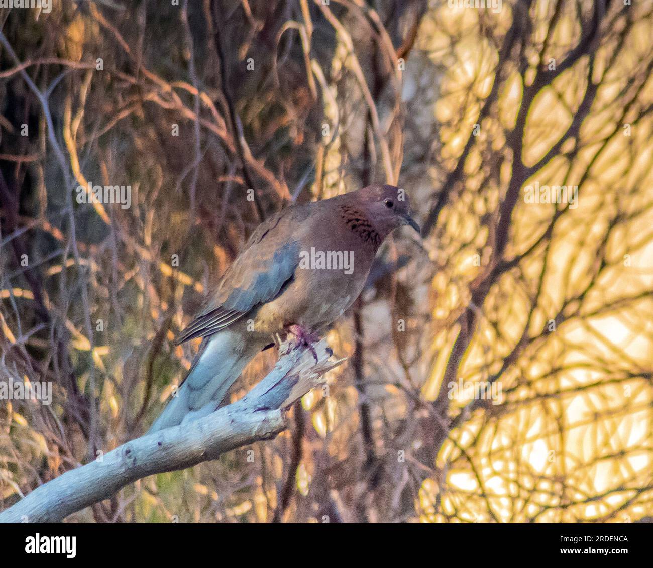 Treetop Serenade: Laughing Dove Birds Over the Tree Stock Photo - Alamy