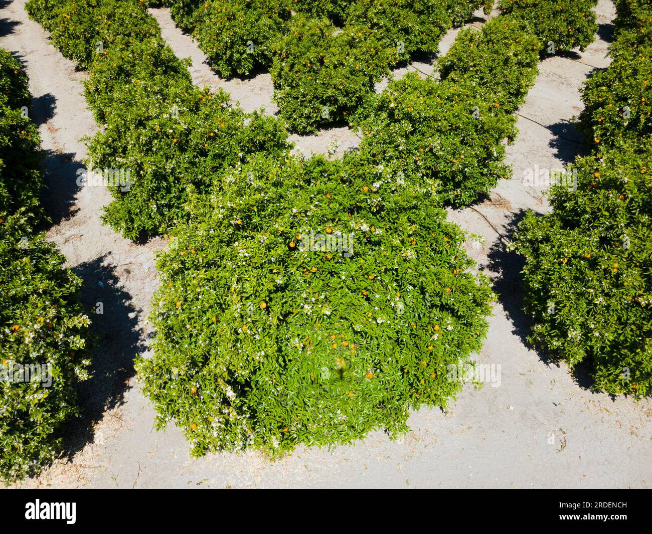 Drone shot, orange plantation, Skala, Mani, Lakonia, Peloponnese ...