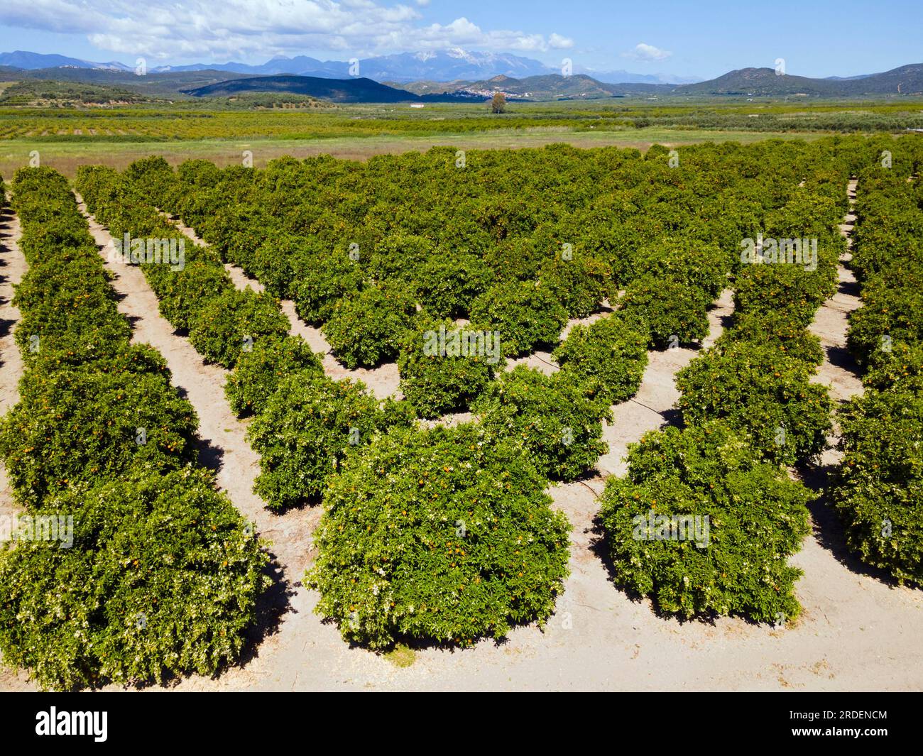 Drone shot, orange plantation, Skala Mani, Lakonia, Peloponnese, Greece ...