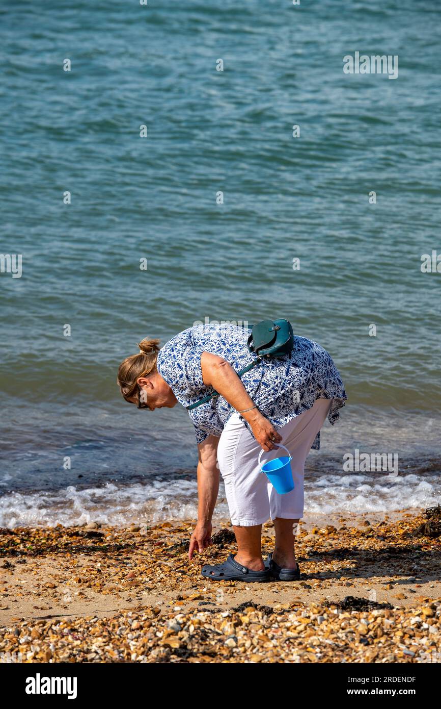 older lady collecting seashells on the beach at cowes on the isle of ...