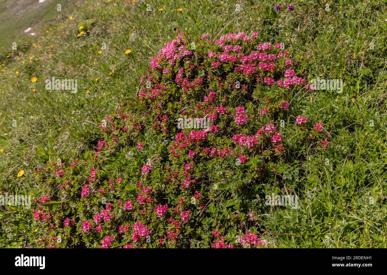 Hairy alpenrose (Rhododendron hirsutum), alpine bush, alpine rhizome ...