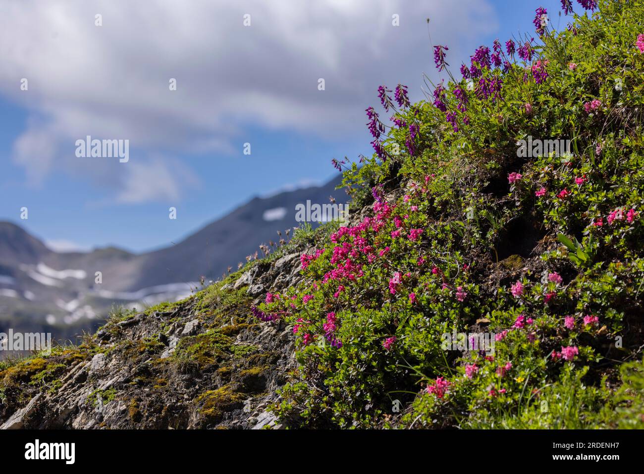 Alpine Bush, Alpine Roses on Mountain Stock Photo - Alamy