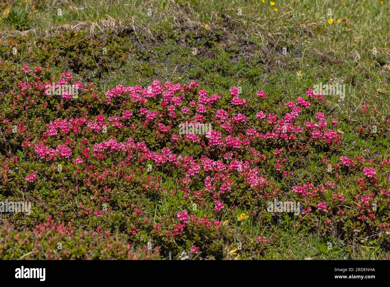 Hairy alpenrose (Rhododendron hirsutum), alpine bush, alpine rhizome ...