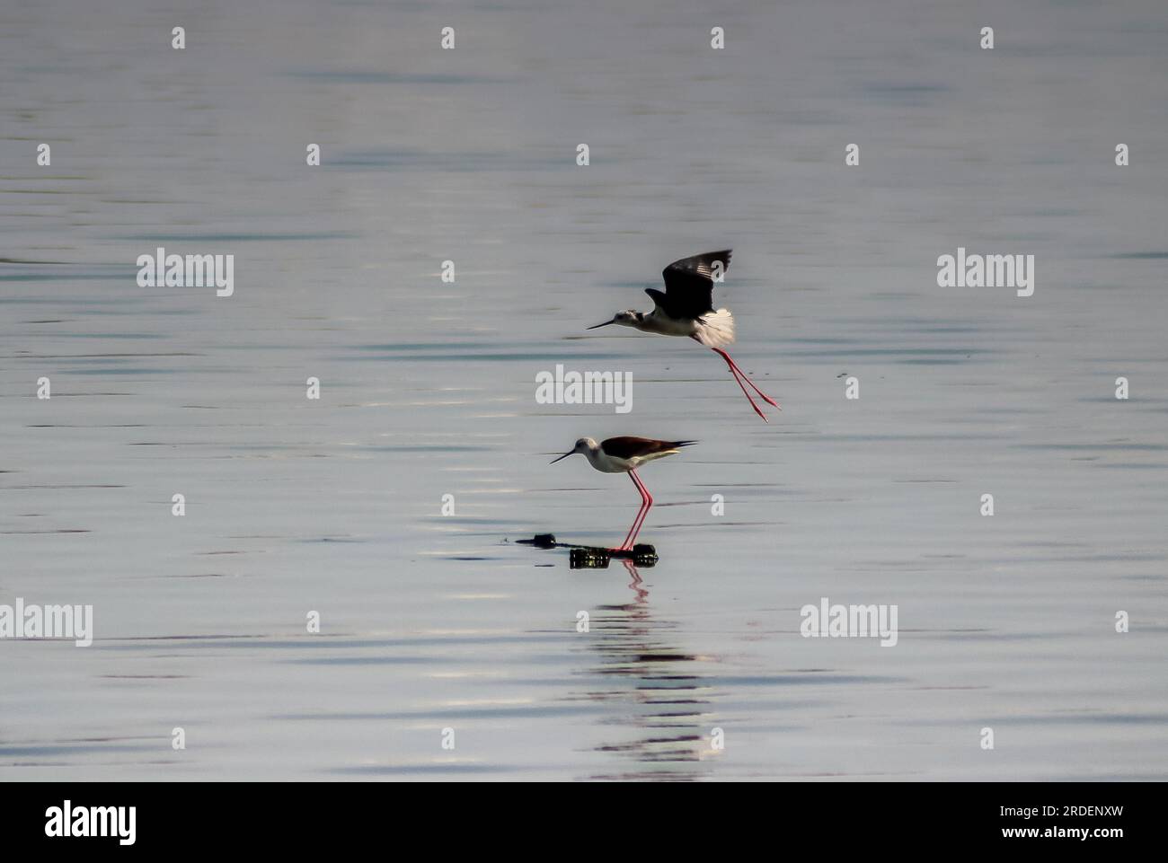 Water's Edge Ballet: Black-winged Stilt Birds Gliding Over the Water ...