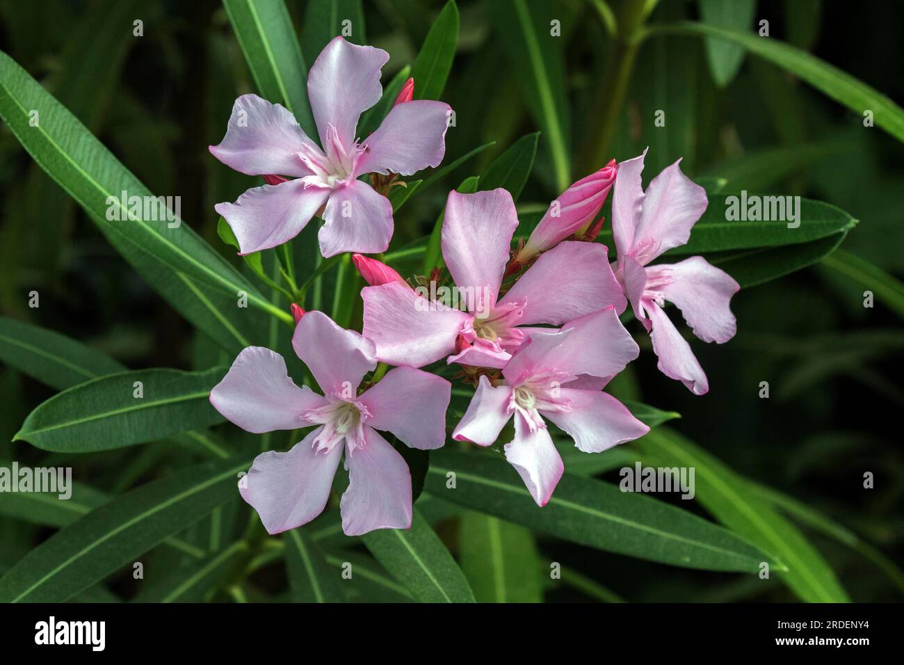 Oleander (Nerium oleander), also oleander, flower, pink flowering ...