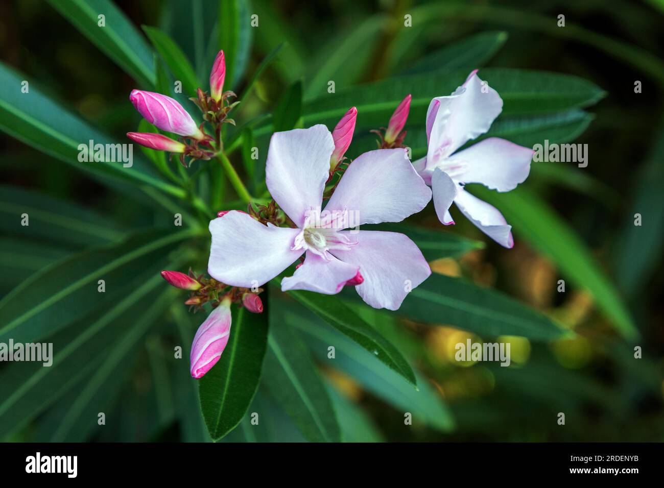 Oleander (Nerium oleander), also oleander, flower, pink flowering ...