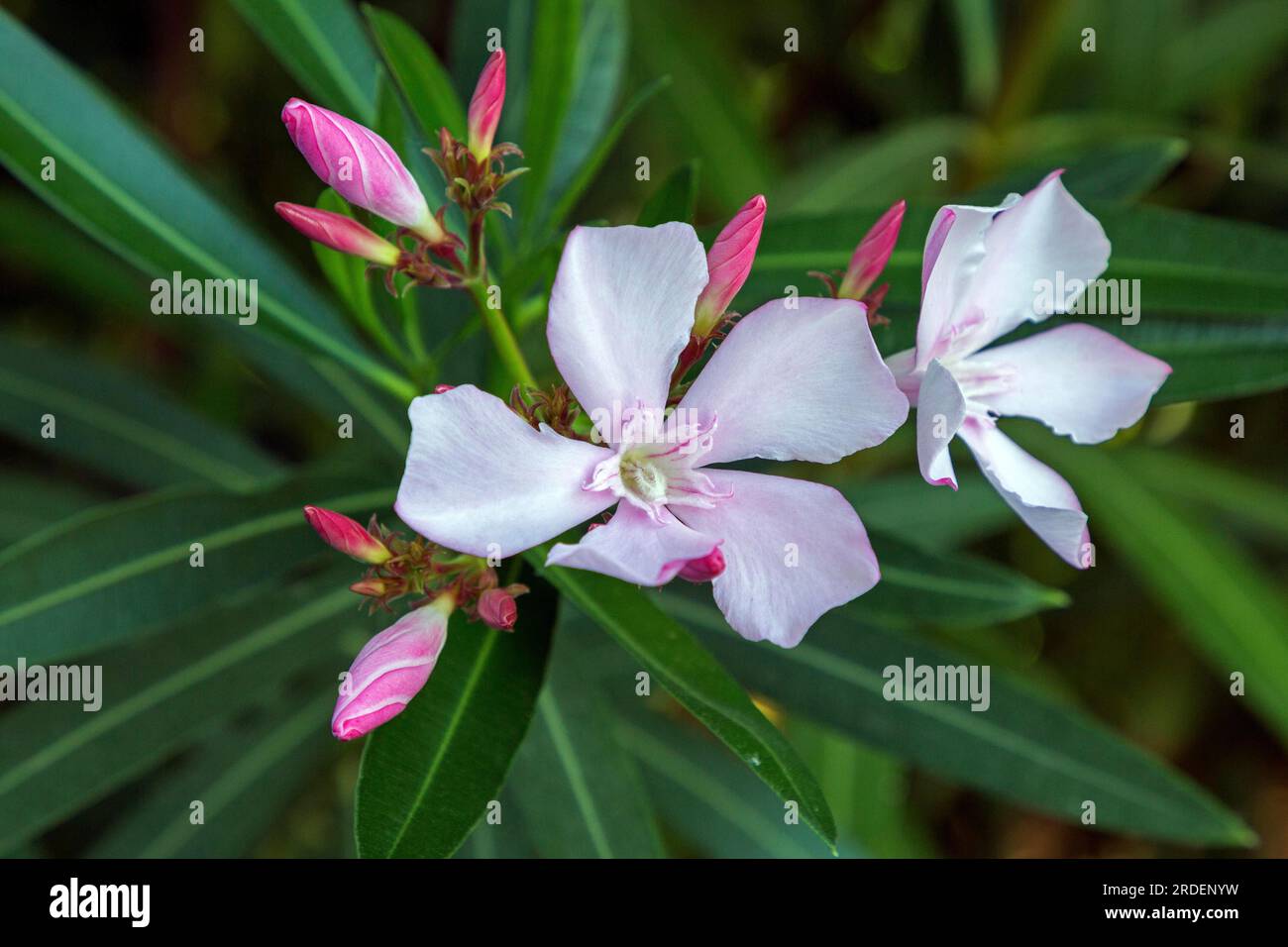 Oleander (Nerium oleander), also oleander, flower, pink flowering ...