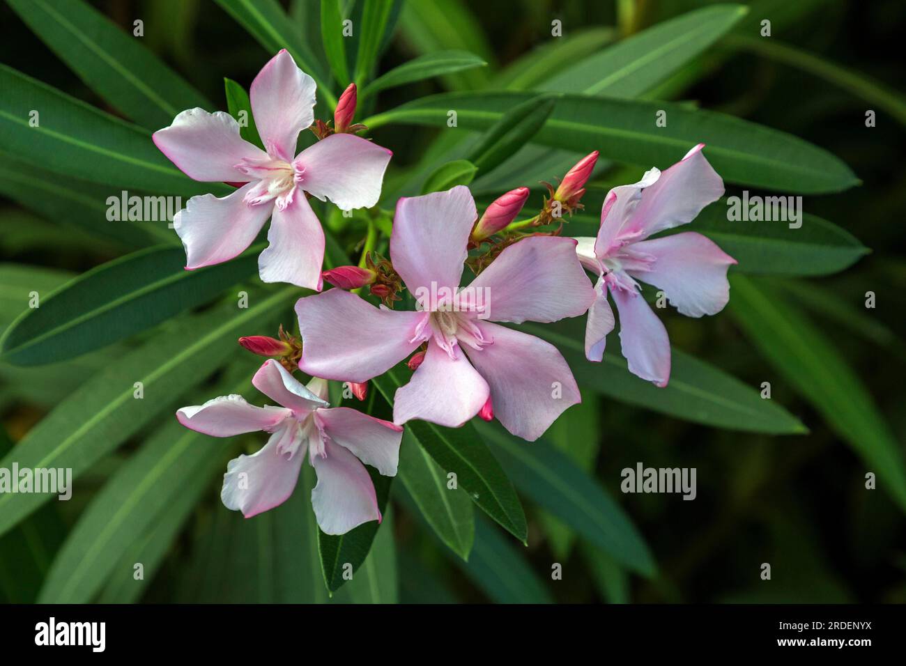 Oleander (Nerium oleander), also oleander, flower, pink flowering ...