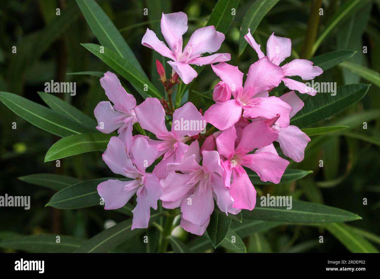 Oleander (Nerium oleander), also oleander, flower, pink flowering ...