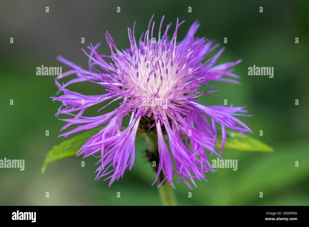 Centaurea dealbata flower hi-res stock photography and images - Alamy