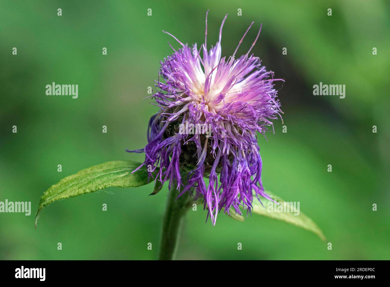 Centaurea dealbata flower hi-res stock photography and images - Alamy