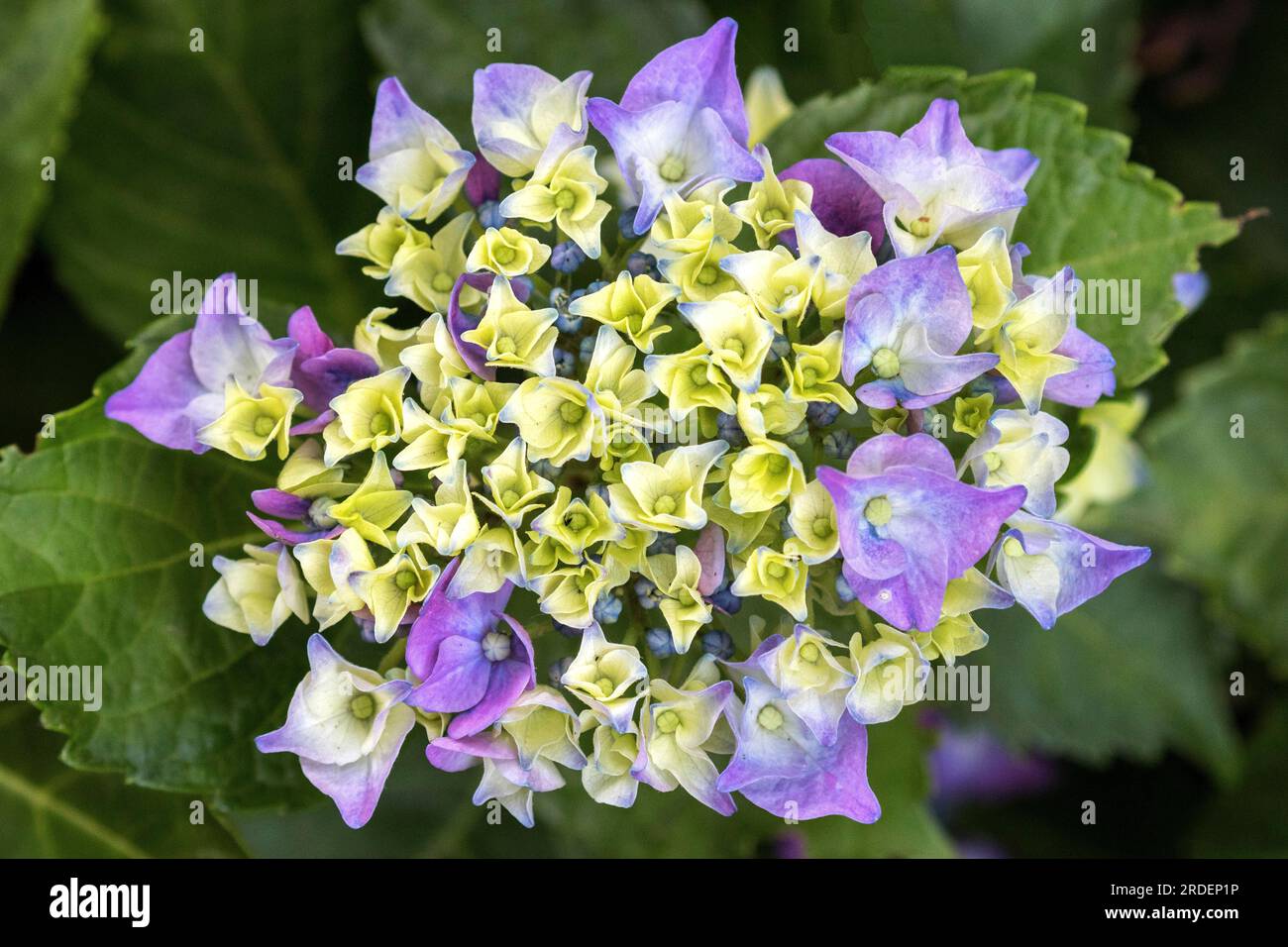 Hydrangea, flower, blue, Baden-Wuerttemberg, Germany Stock Photo - Alamy
