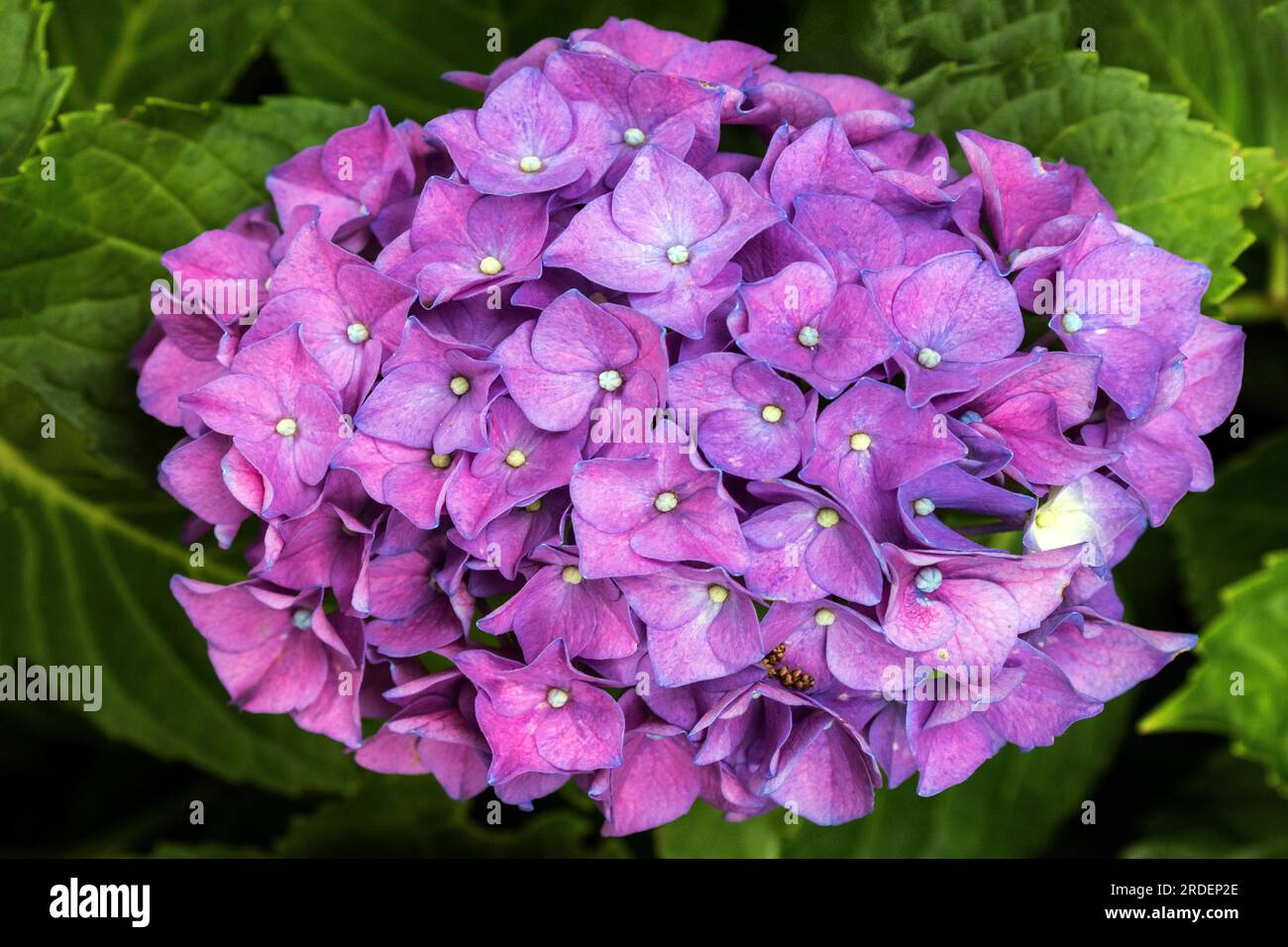Hydrangea, flower, blue, Baden-Wuerttemberg, Germany Stock Photo - Alamy