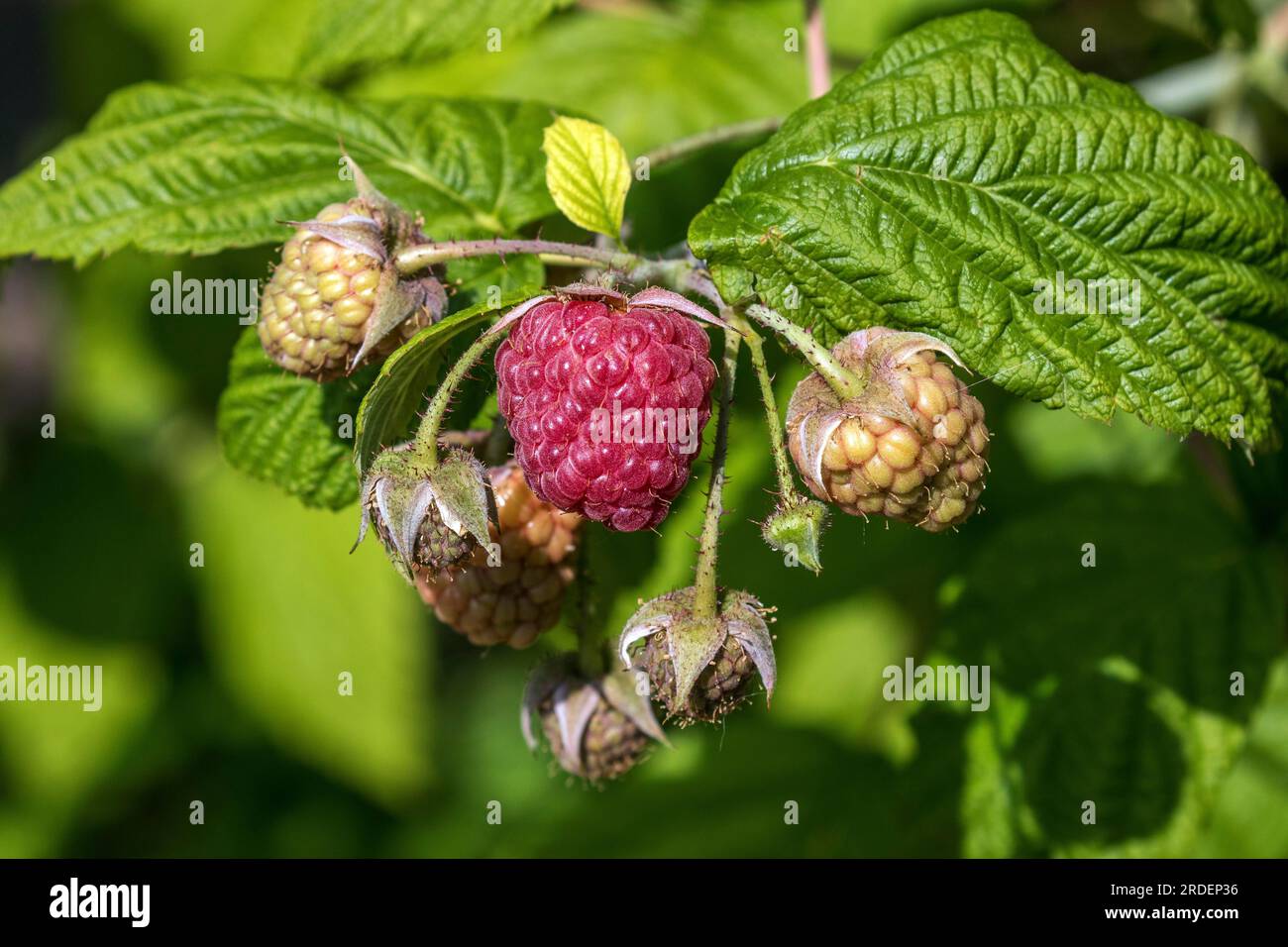 Raspberry (Rubus idaeus), ripe and unripe fruit, Baden-Wuerttemberg ...