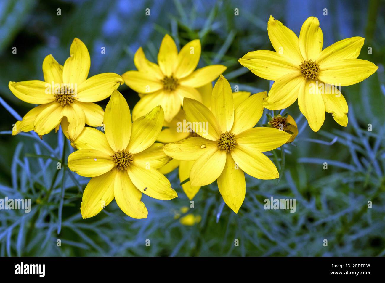 Pseudo whorled girl's eye (Coreopsis verticillata), flower, Baden ...