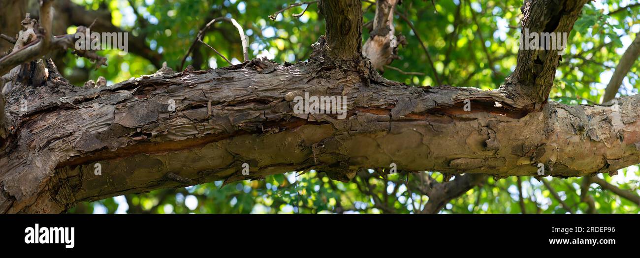 Dead branch of an apple tree (Malus) due to drought, Franconia, Bavaria ...