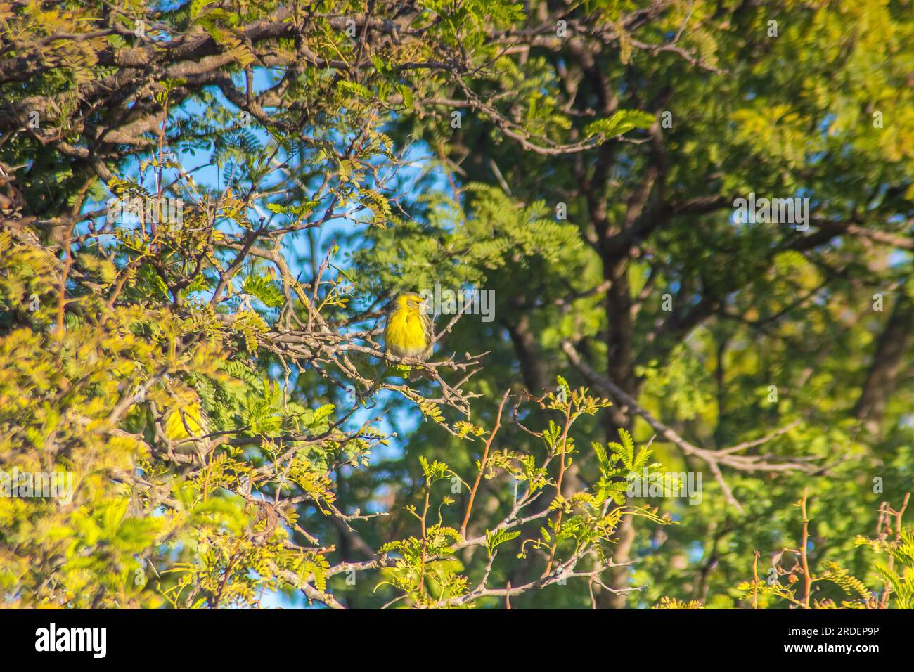 Melodious Canopy: European Serin Birds Perched Among Trees Stock Photo ...