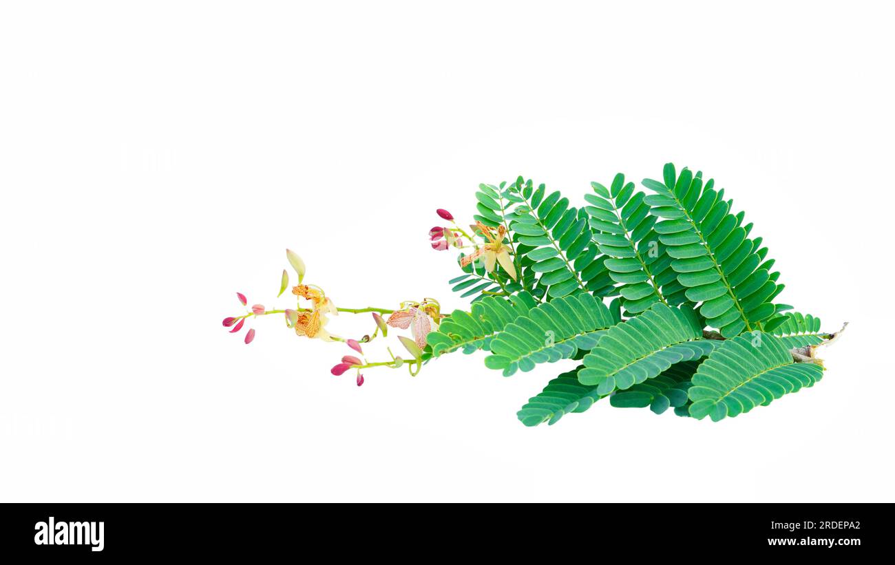Tamarind or Tamarindus indica flowers on a branch with leaves isolated ...