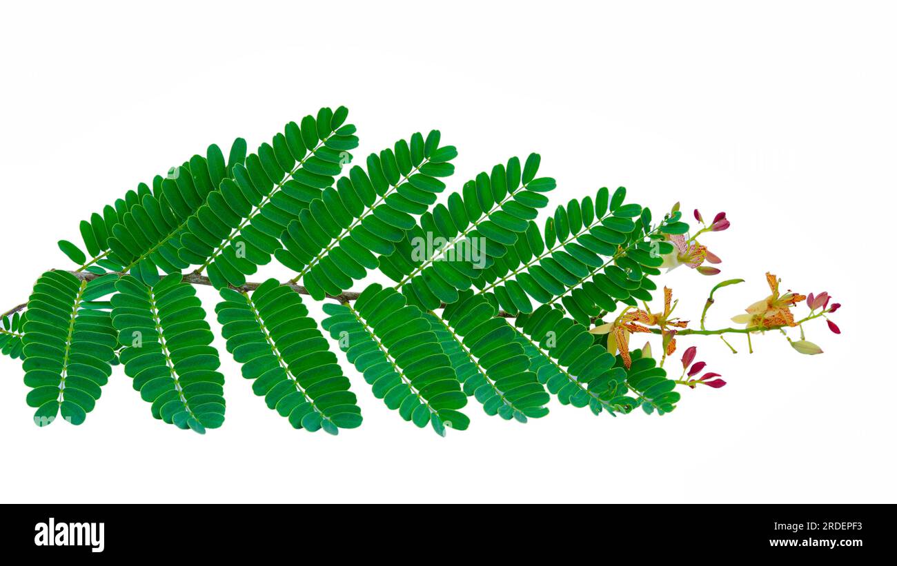 Tamarind or Tamarindus indica flowers on a branch with leaves isolated ...