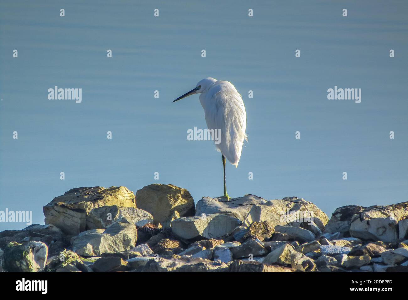 Coastal Elegance: Great Egret Birds Gliding Over Rocks and Sea Stock ...