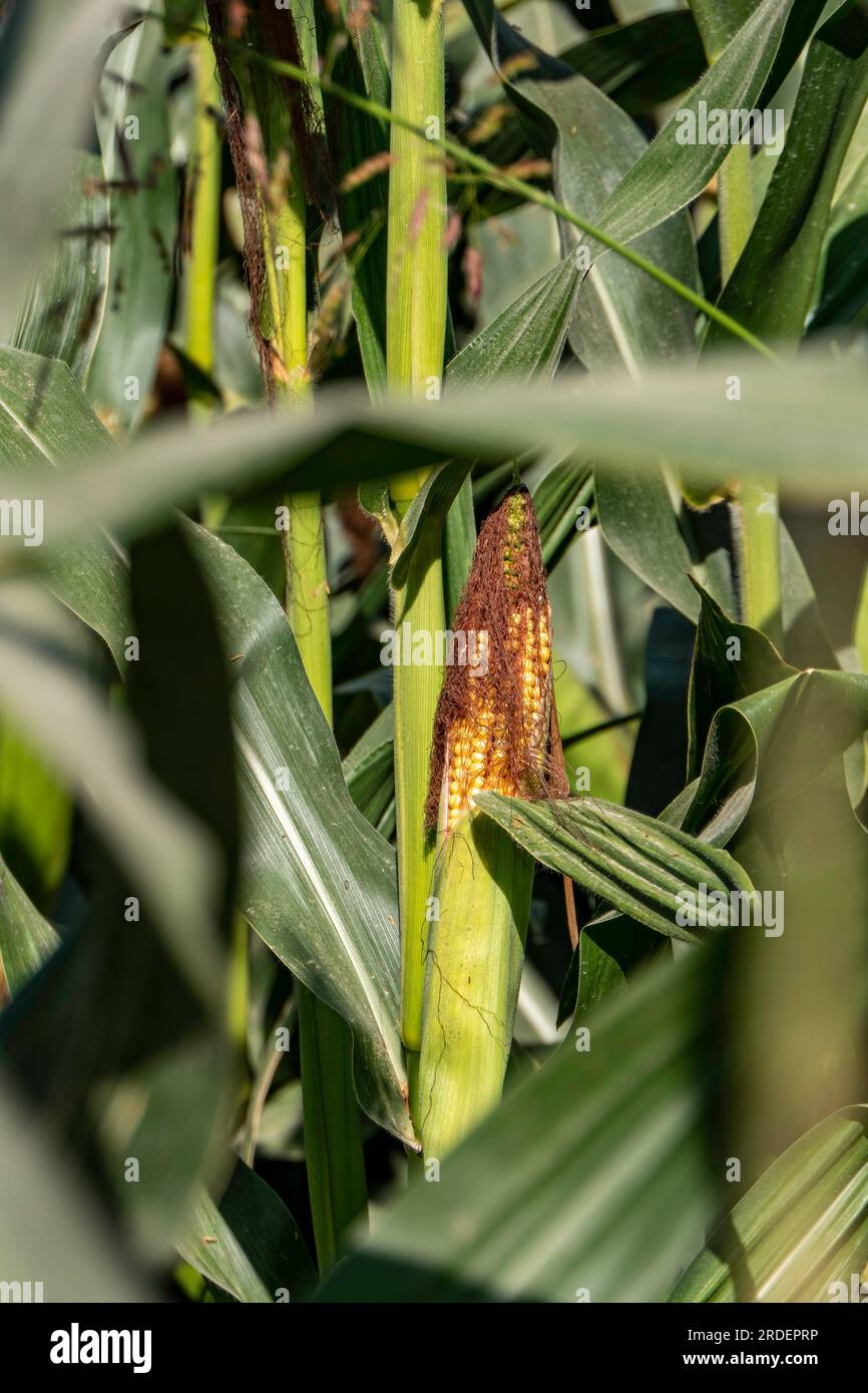 Ripe corn cobs with yellow seeds closeup among green foliage. Israel ...