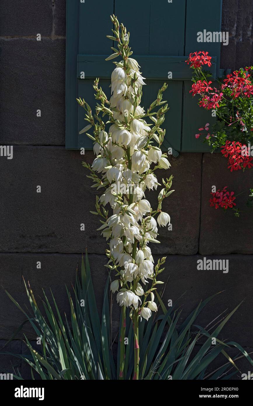 Flowering yuccas (Yucca) in front of a house wall, Bavaria, Germany ...