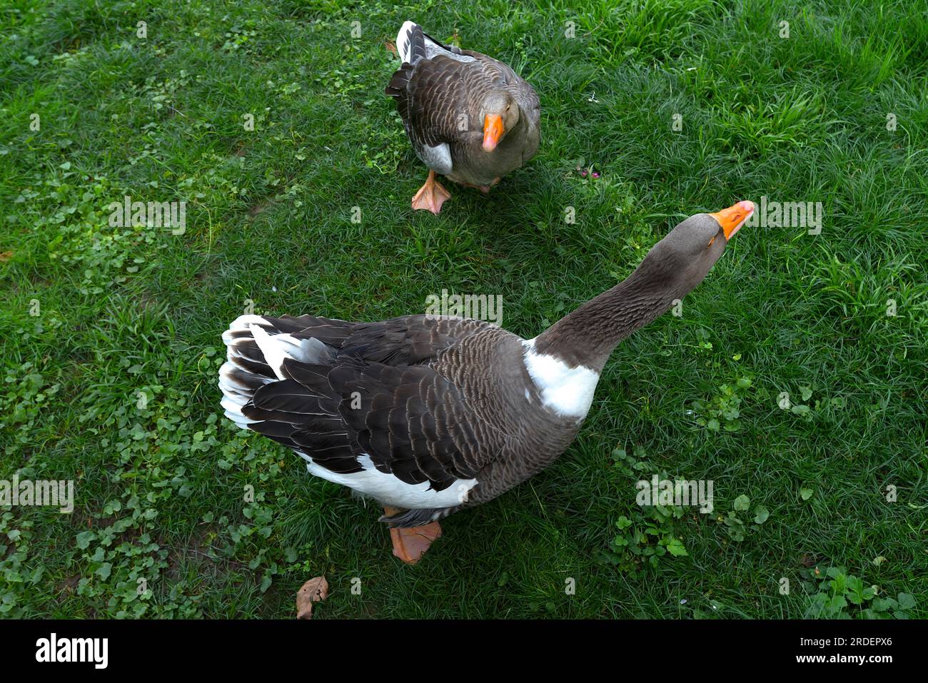 Geese (Anserini) in the municipal park of Lahr, Baden-Wuerttemberg ...
