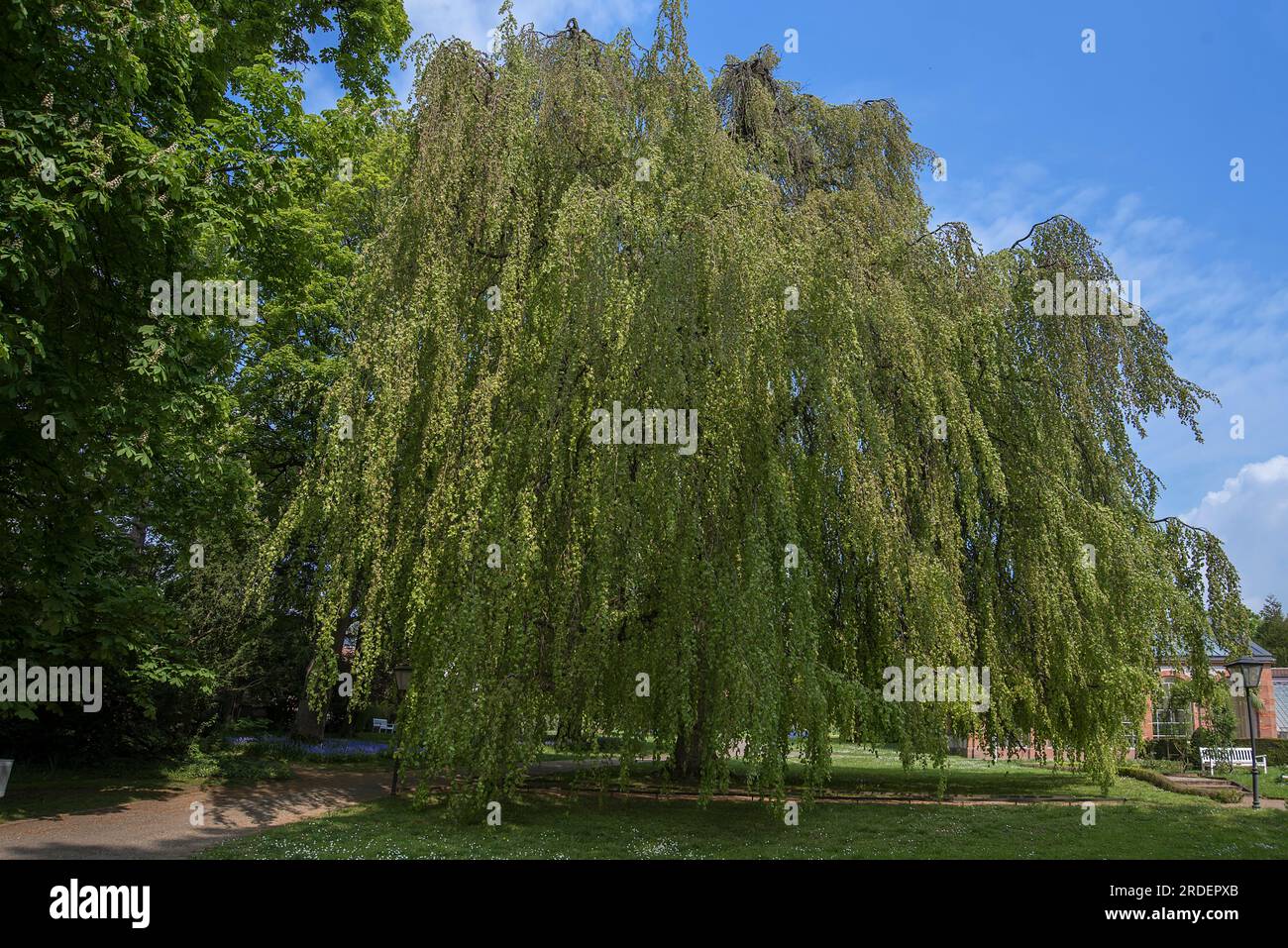 Hanging beech (Fagus sylvatica f. pendula), Stadtpark Lahr, Baden ...