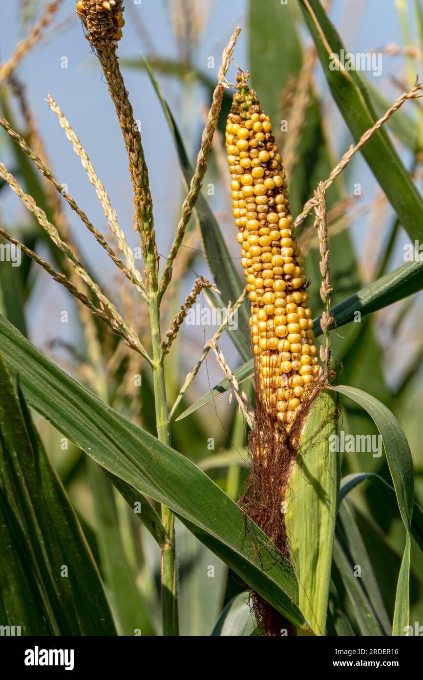 Ripe corn cobs with yellow seeds closeup among green foliage. Israel ...