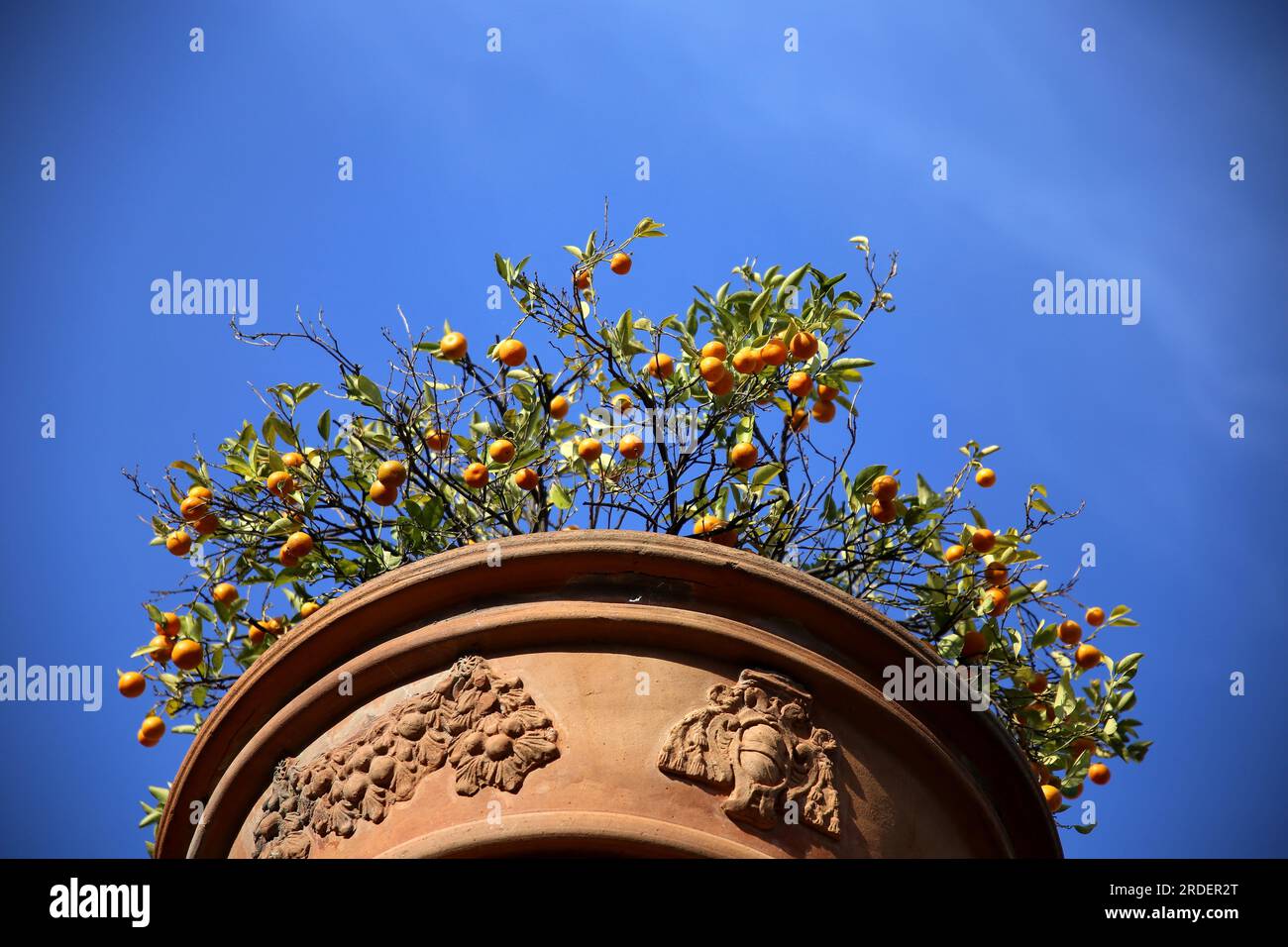 Botany blue sky hi-res stock photography and images - Alamy