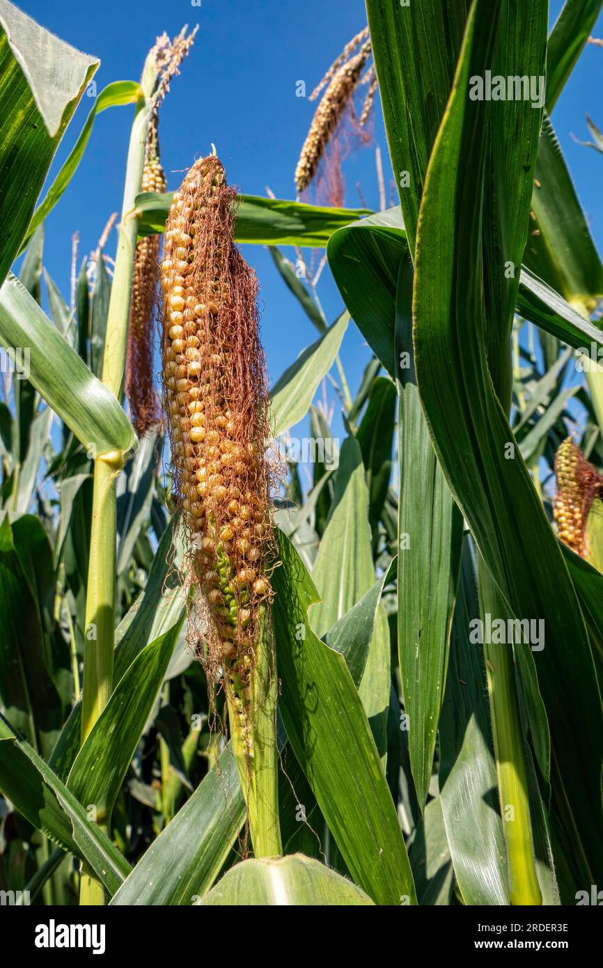 Ripe corn cobs with yellow seeds closeup among green foliage. Israel ...