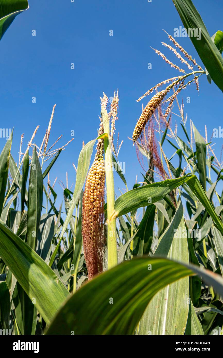 Ripe corn cobs with yellow seeds closeup among green foliage. Israel ...