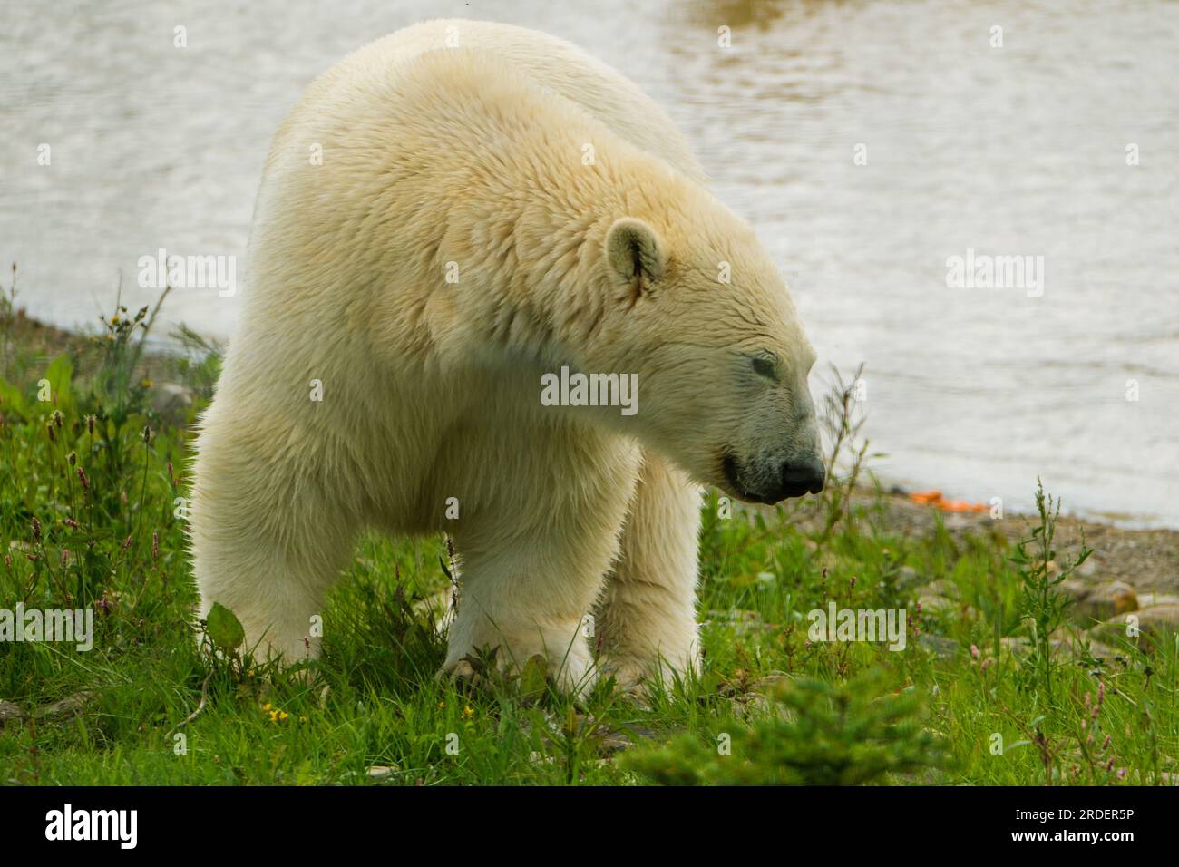 Pygmy Polar Bear