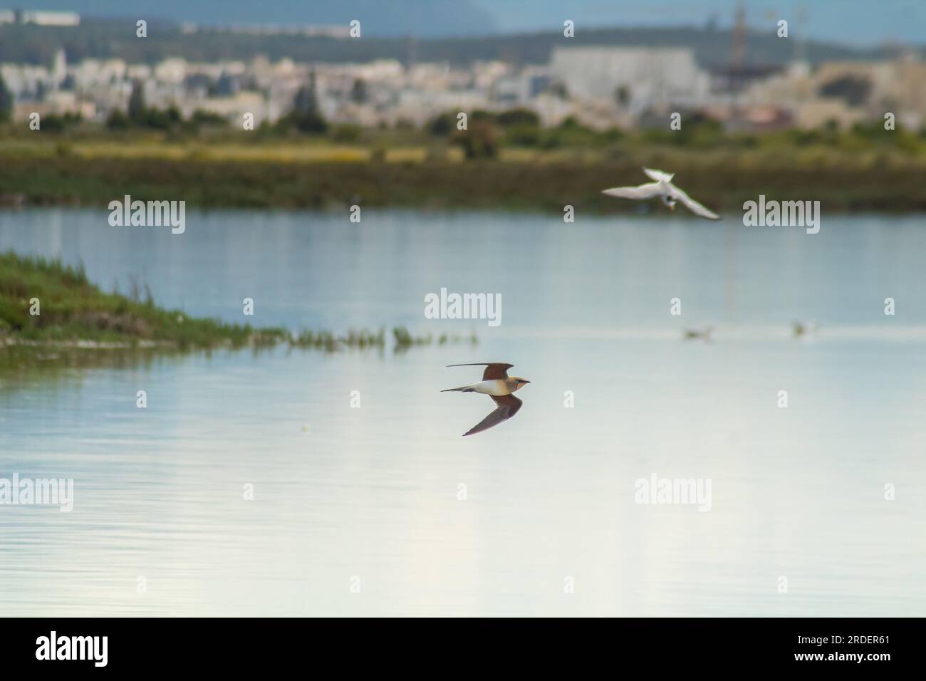 Skyward Soar: Sternidae Birds Gracefully Gliding Across Vast Expanse ...