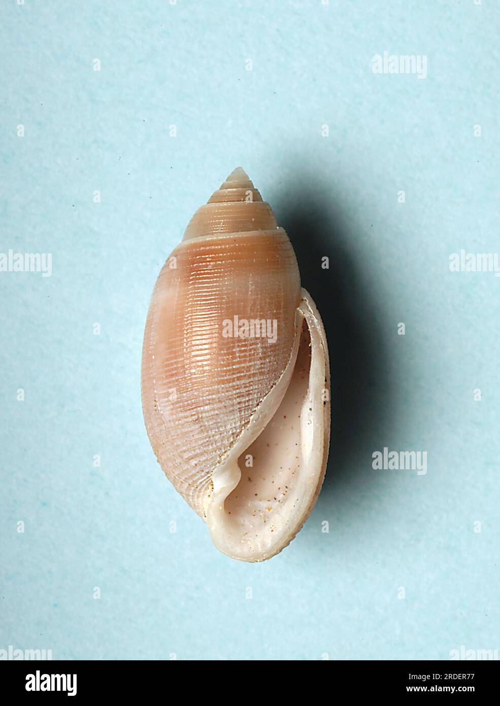 Acteon tornatilis hi-res stock photography and images - Alamy