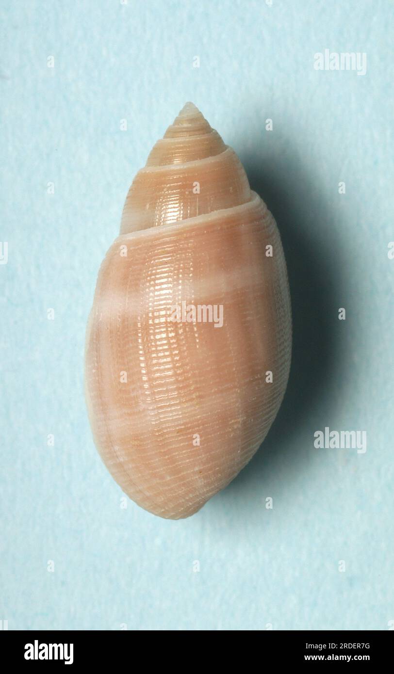 Acteon tornatilis hi-res stock photography and images - Alamy