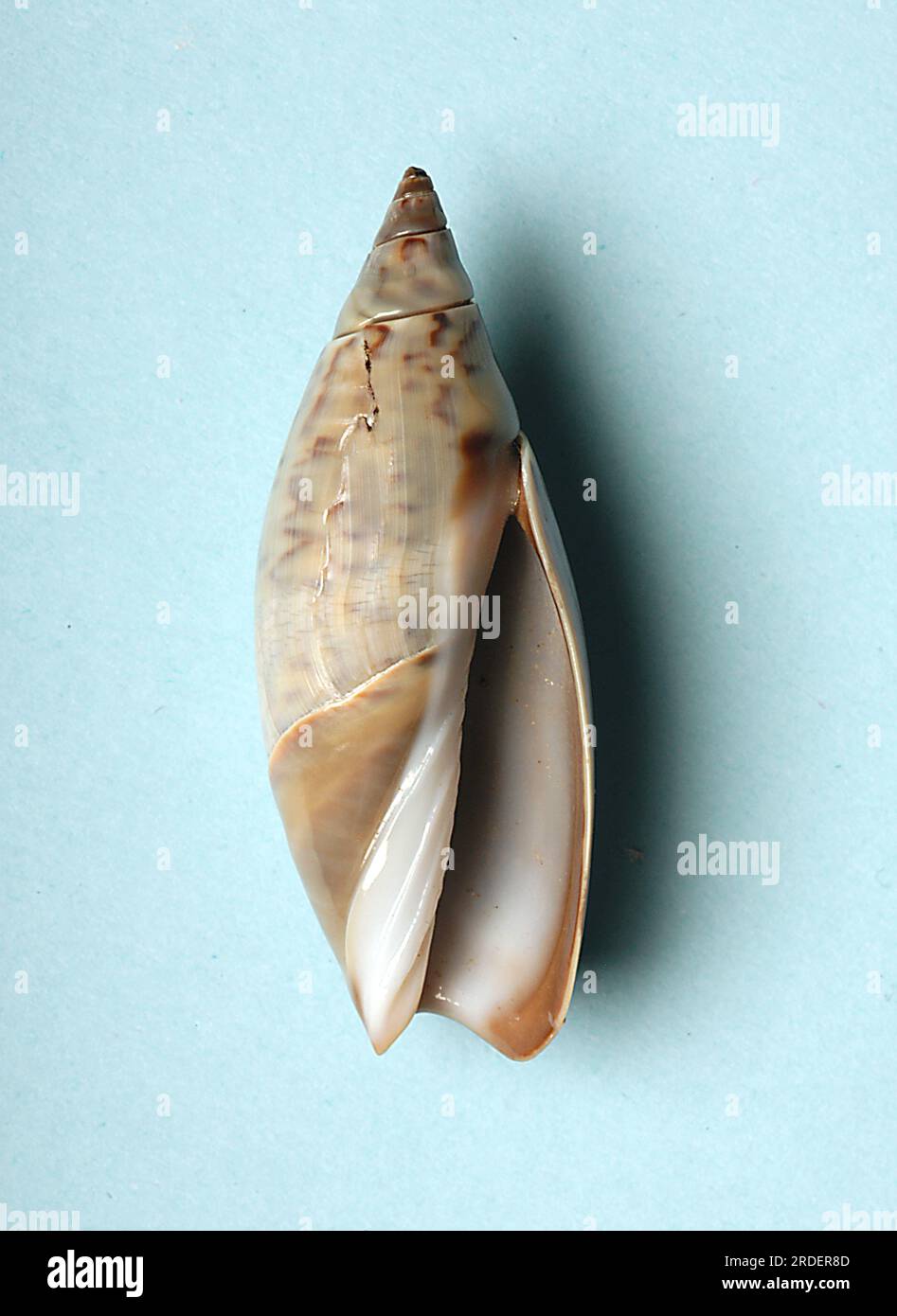 Agaronia hiatula hi-res stock photography and images - Alamy