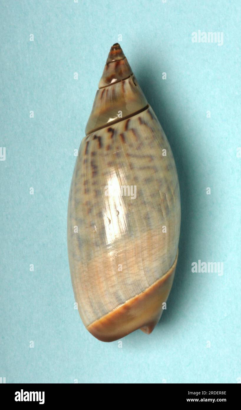 Agaronia hiatula hi-res stock photography and images - Alamy