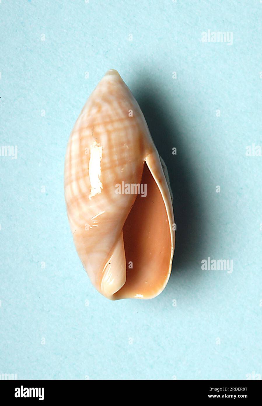 Ordinaria hi-res stock photography and images - Alamy