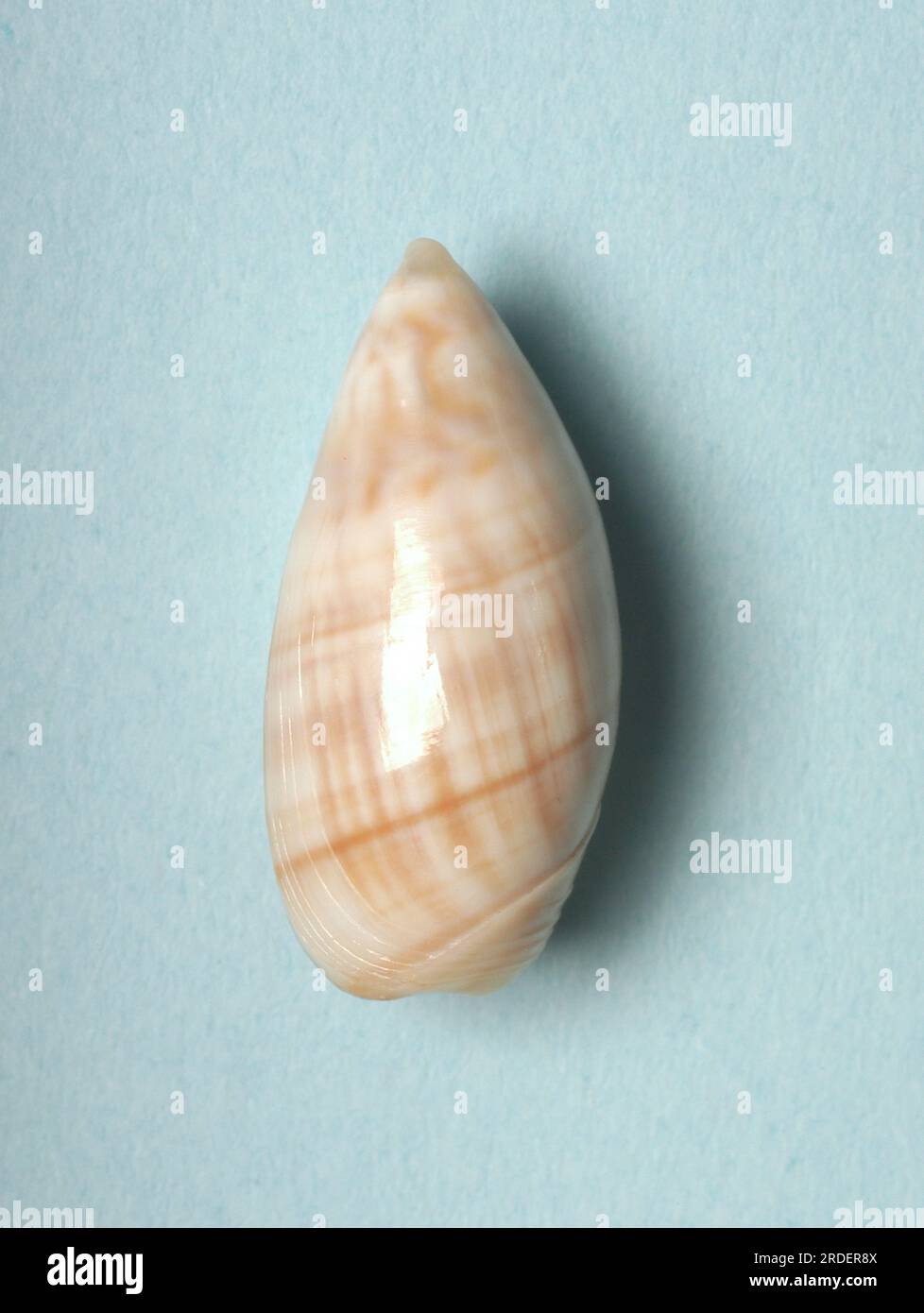 Ancilla ordinaria hi-res stock photography and images - Alamy