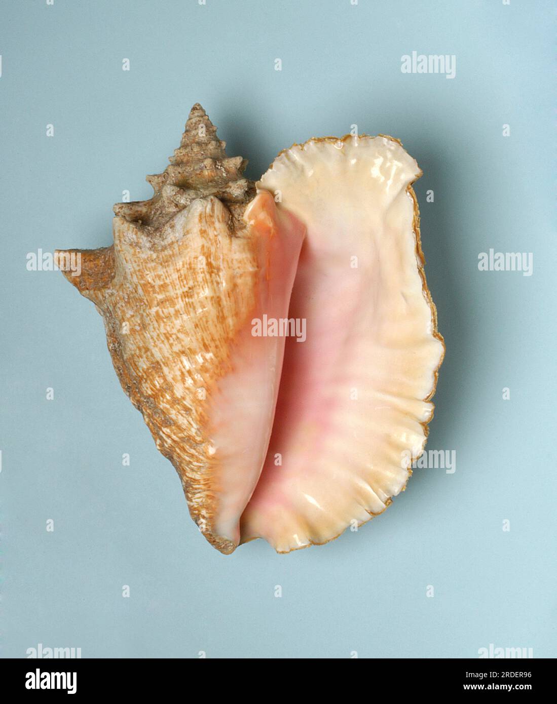 Aliger (Strombus) gigas, Strombidae Stock Photo - Alamy